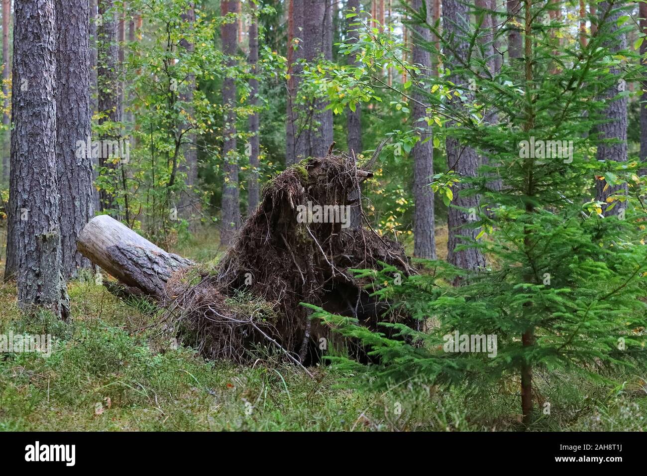 Dead root of a big tree hi-res stock photography and images - Alamy