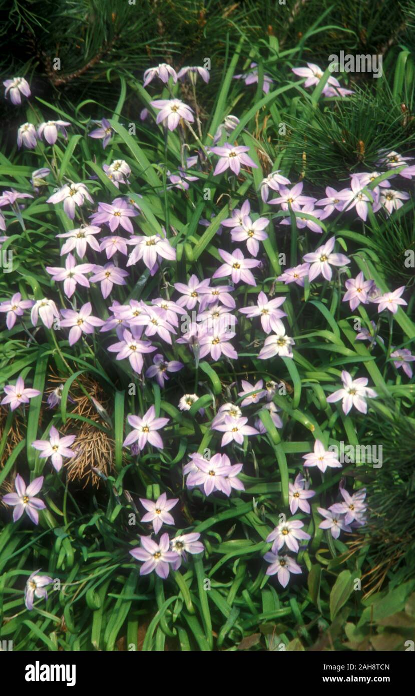 IPHEION UNIFLORUM FLOWERS (COMMONLY KNOWN AS STAR FLOWERS, SPRING STAR ...