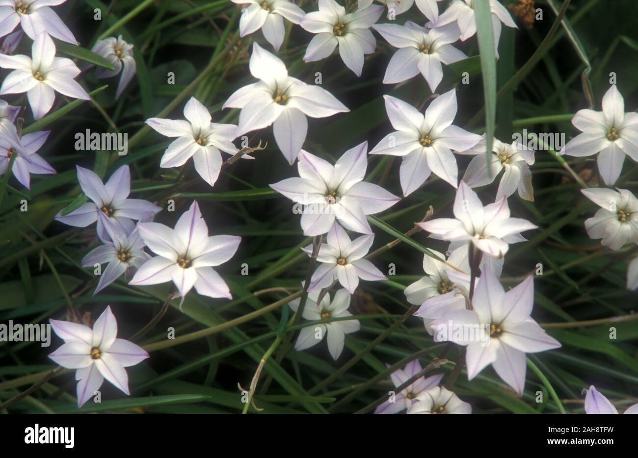 IPHEION UNIFLORUM FLOWERS (COMMONLY KNOWN AS STAR FLOWERS, SPRING STAR ...