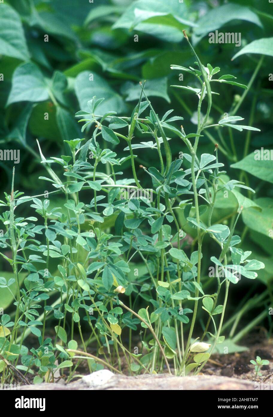 FENUGREEK GROWING (TRIGONELLA FOENUM-GRAECUM) IS CULTIVATED AS A WORLD ...