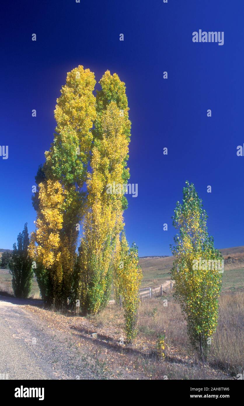 POPLAR TREES (POPULUS) GROWING ALONGSIDE A COUNTRY ROAD IN NEW SOUTH ...