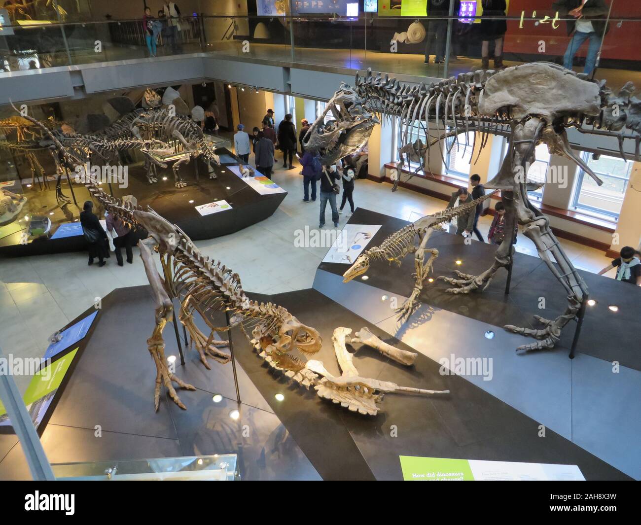 Dinosaur skeletons on display in the Natural History Museum of Los ...