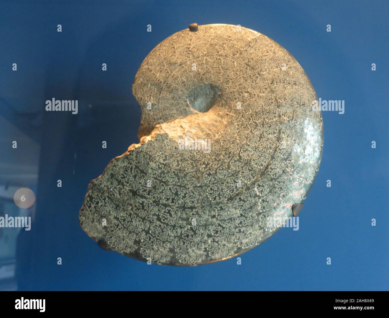 Dinosaur shell fossil on display in a museum Stock Photo - Alamy