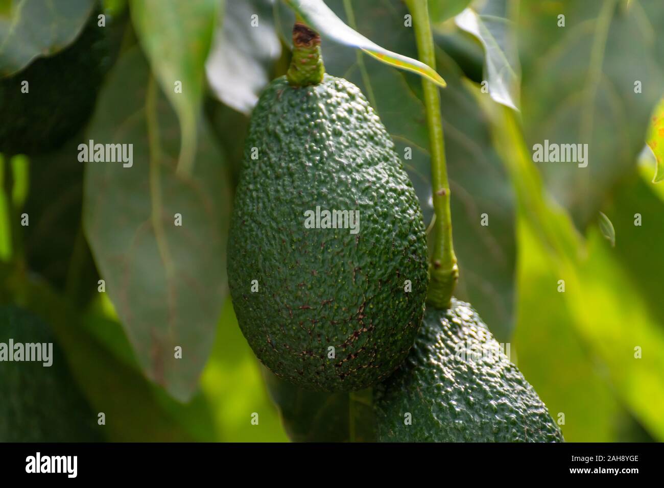 Cultivation on farms of tasty hass avocado trees, organic avocado ...