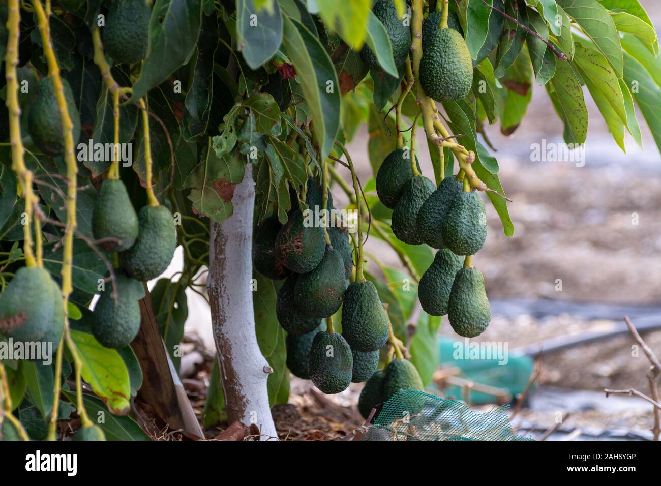 Cultivation on farms of tasty hass avocado trees, organic avocado ...