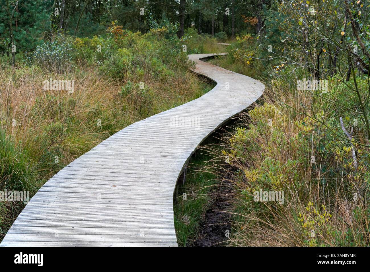 Landscape with green Kempen forests in North Brabant, Netherlands in ...
