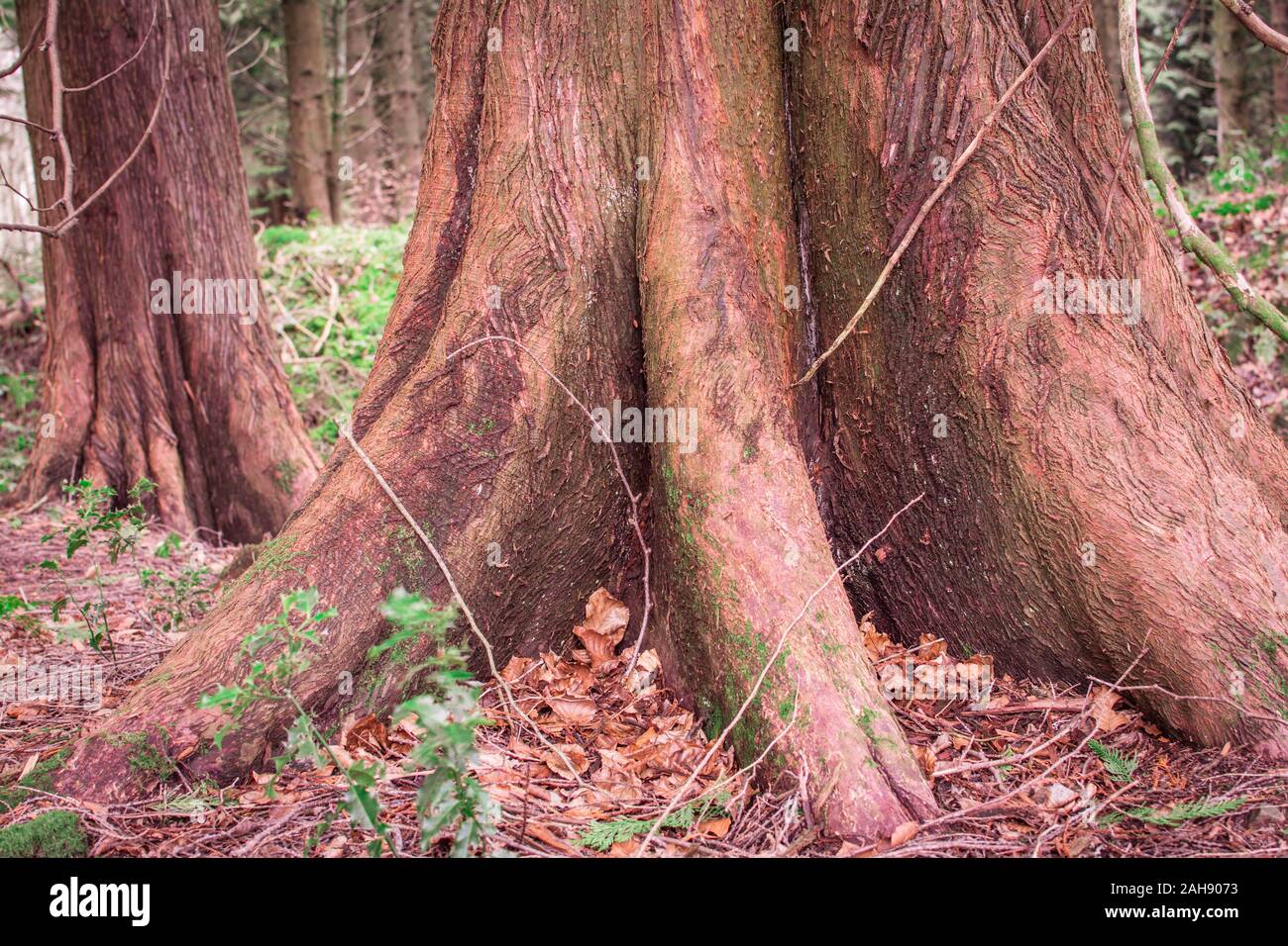 tree trunk texture and moss texture in forest Stock Photo - Alamy