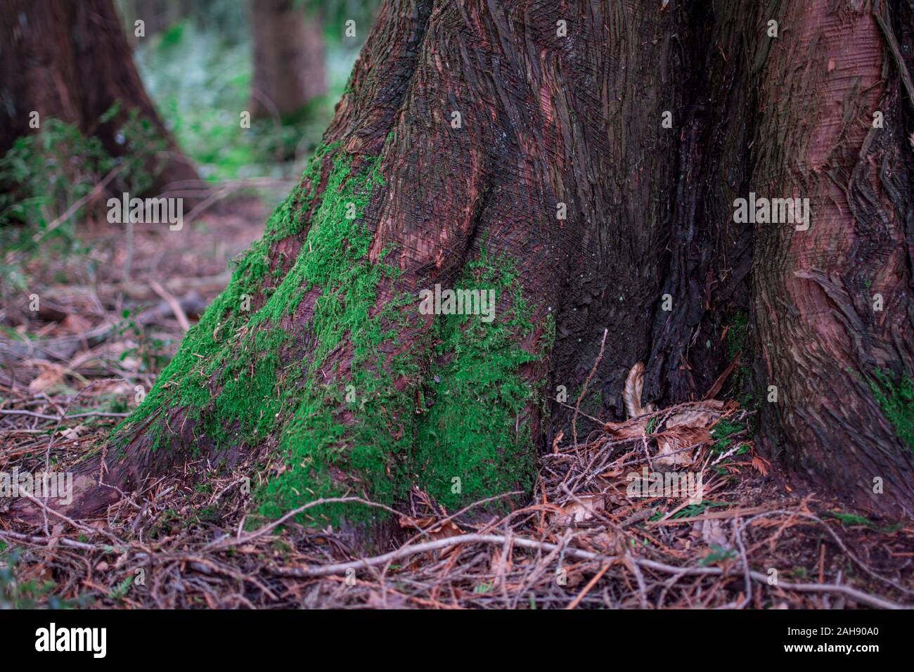 tree in forest with mosse Stock Photo - Alamy