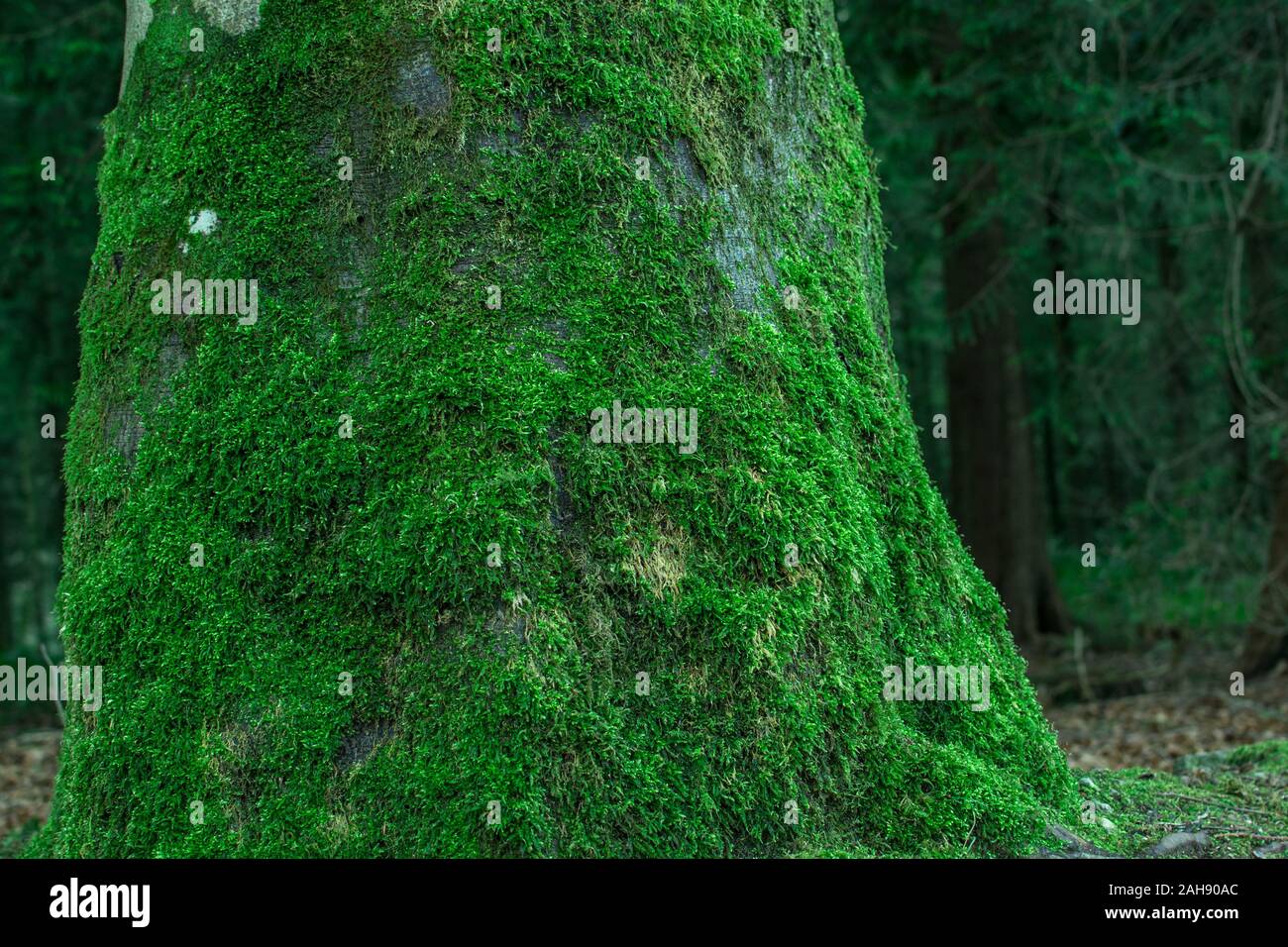 tree in forest with mosse Stock Photo - Alamy