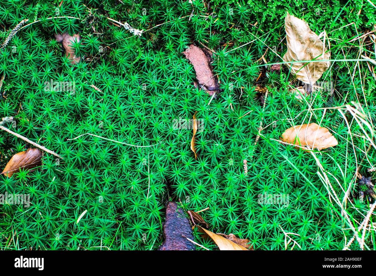Oak lungs hi-res stock photography and images - Alamy