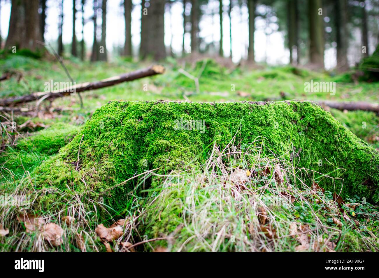 Mosse hi-res stock photography and images - Alamy