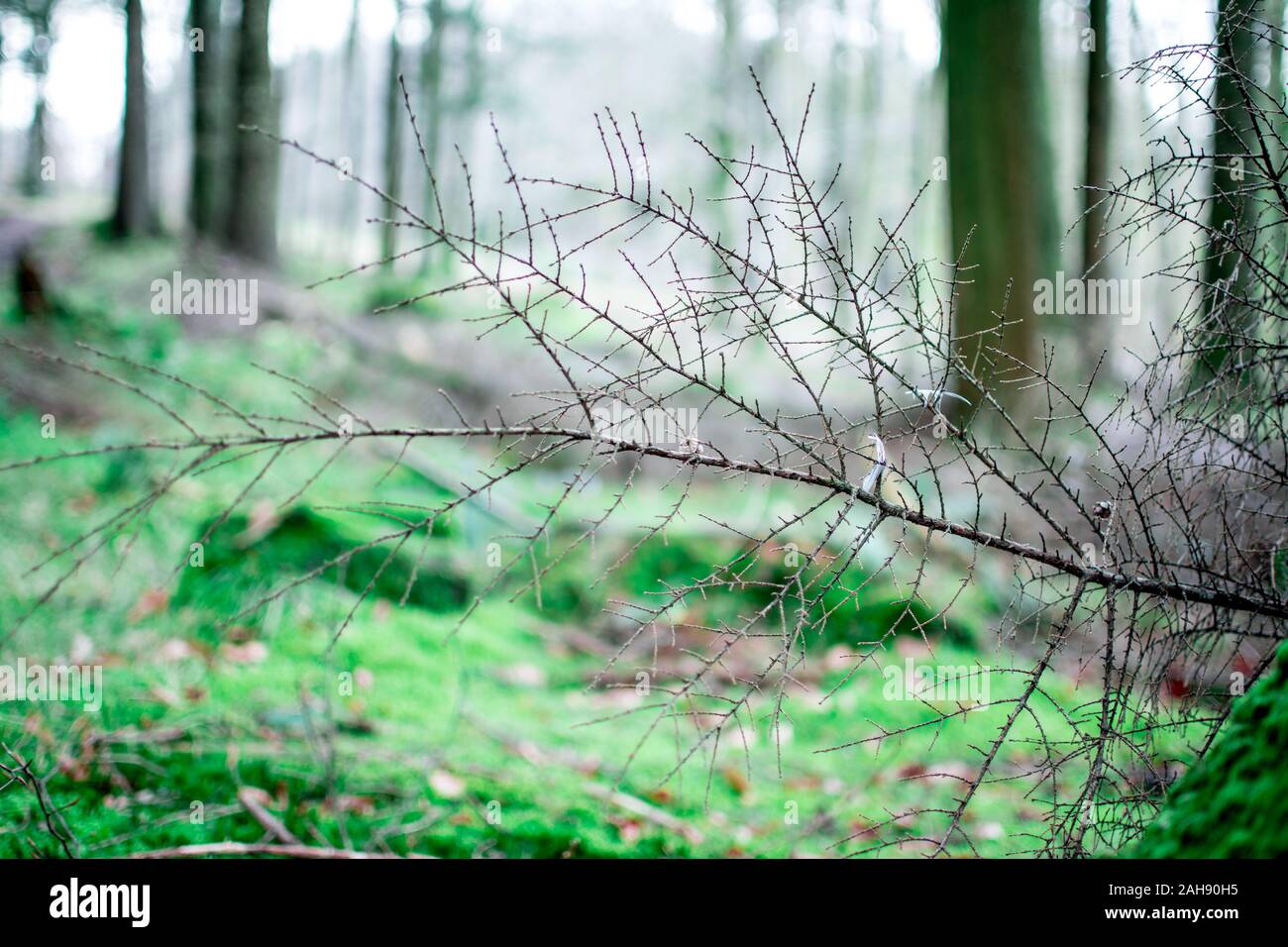 barbed wire on green field forest Stock Photo - Alamy