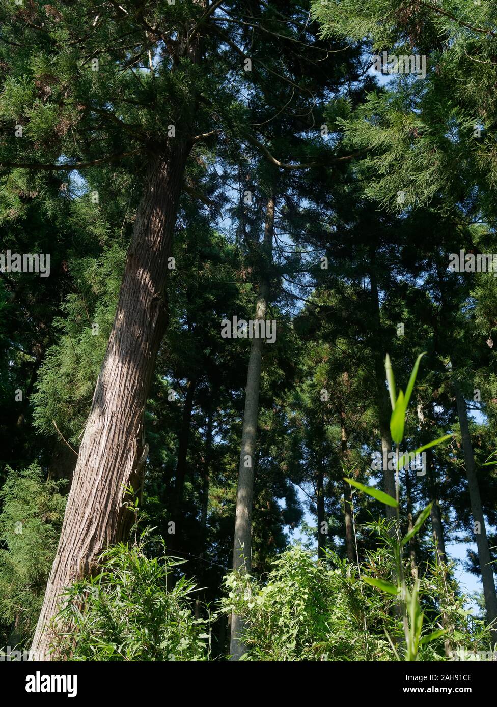 Low angle view of pine trees in the forest Stock Photo - Alamy