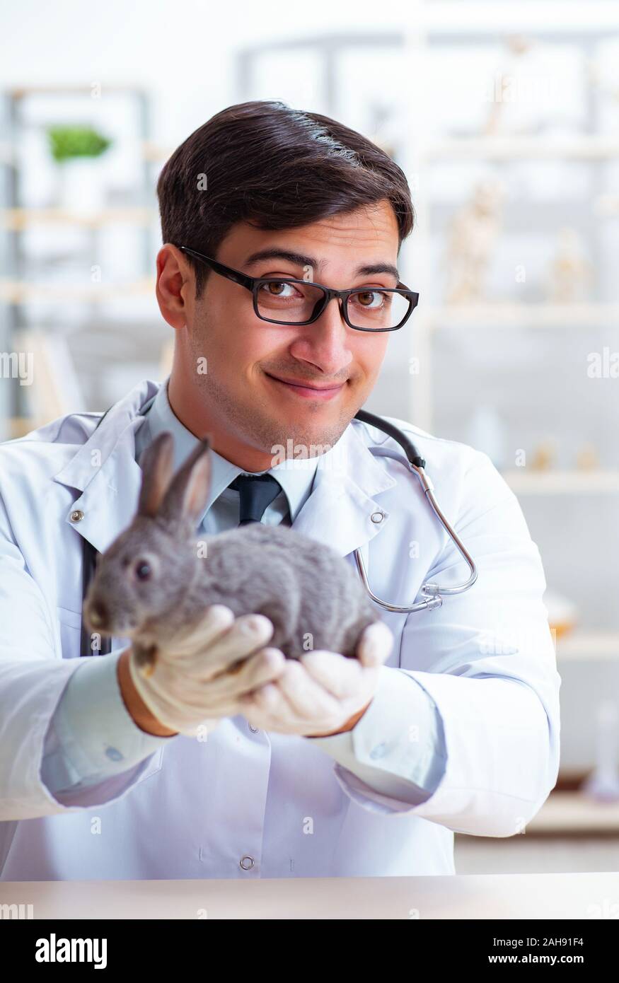 The vet doctor checking up rabbit in his clinic Stock Photo - Alamy