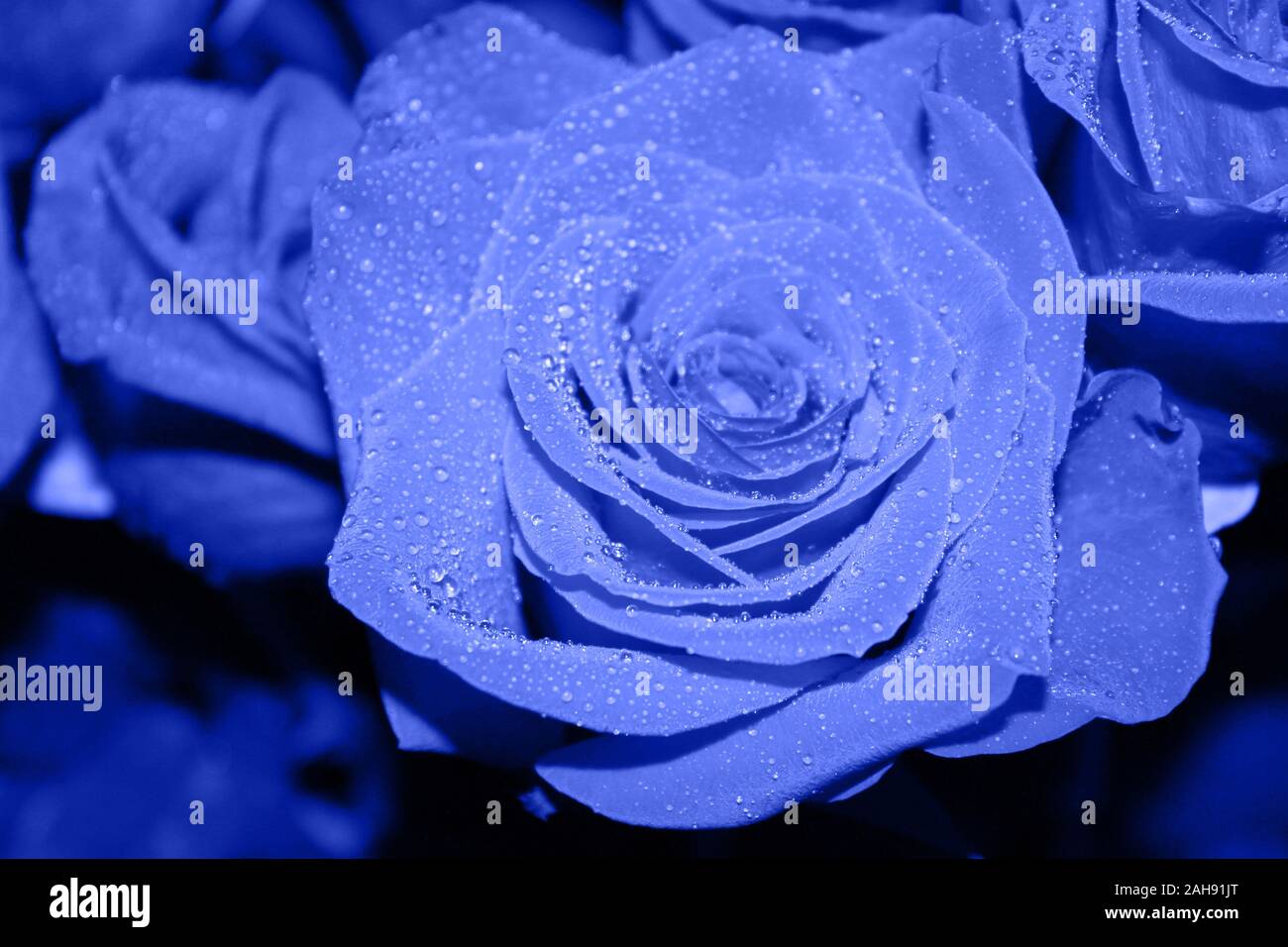 Beautiful rose with drops of water in a classic blue color style Stock ...