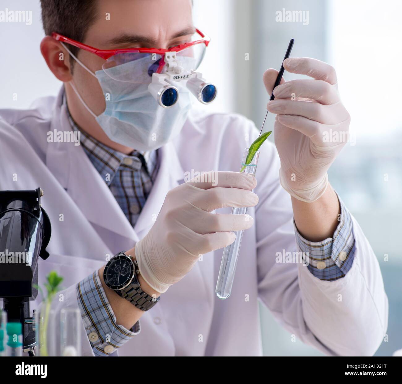The male biochemist working in the lab on plants Stock Photo - Alamy