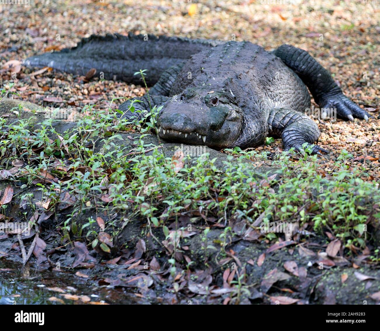 Alligator close-up profile view on ground with foreground foliage ...