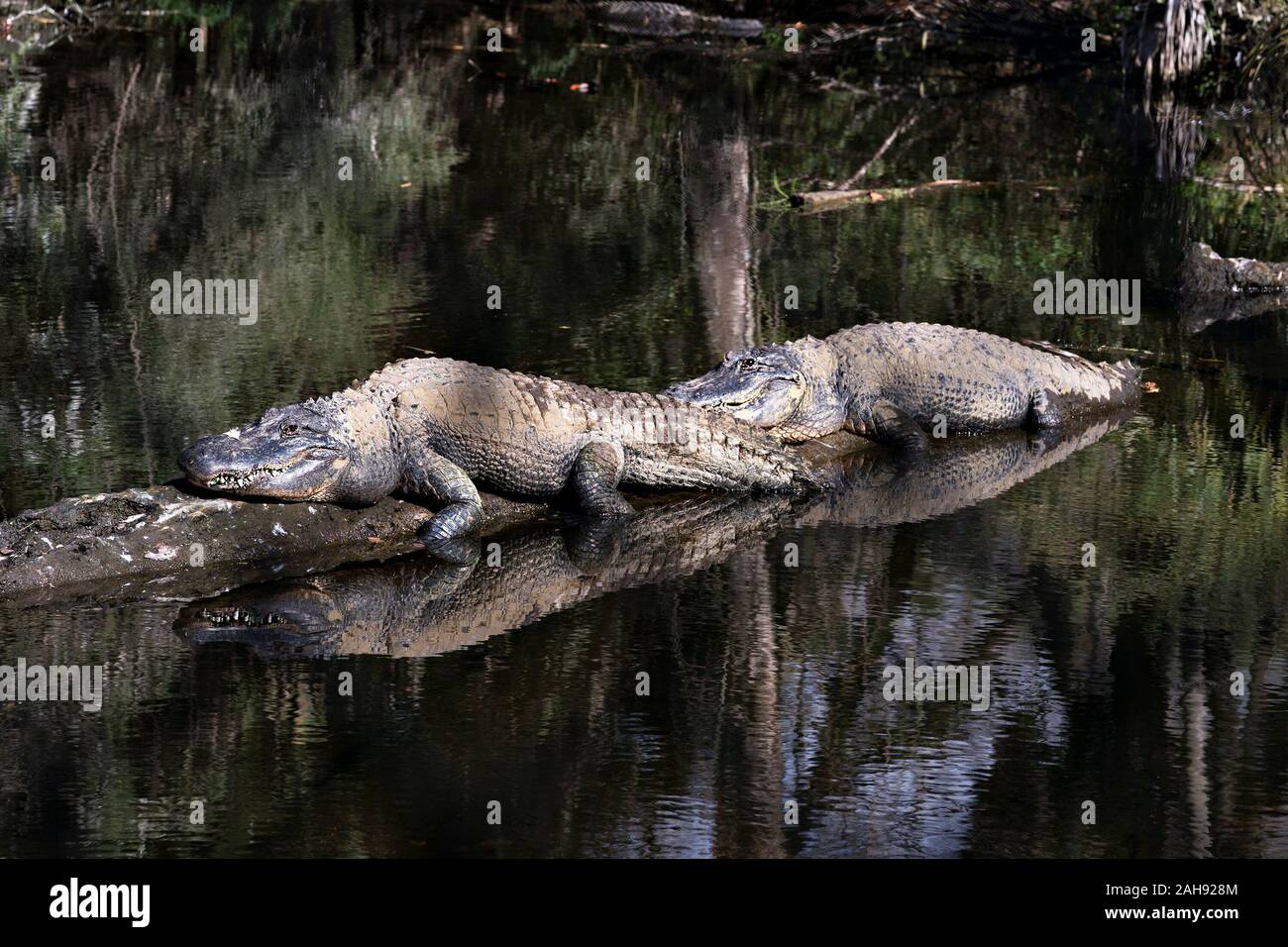 Alligators close-up profile view on a log on the water displaying teeth ...