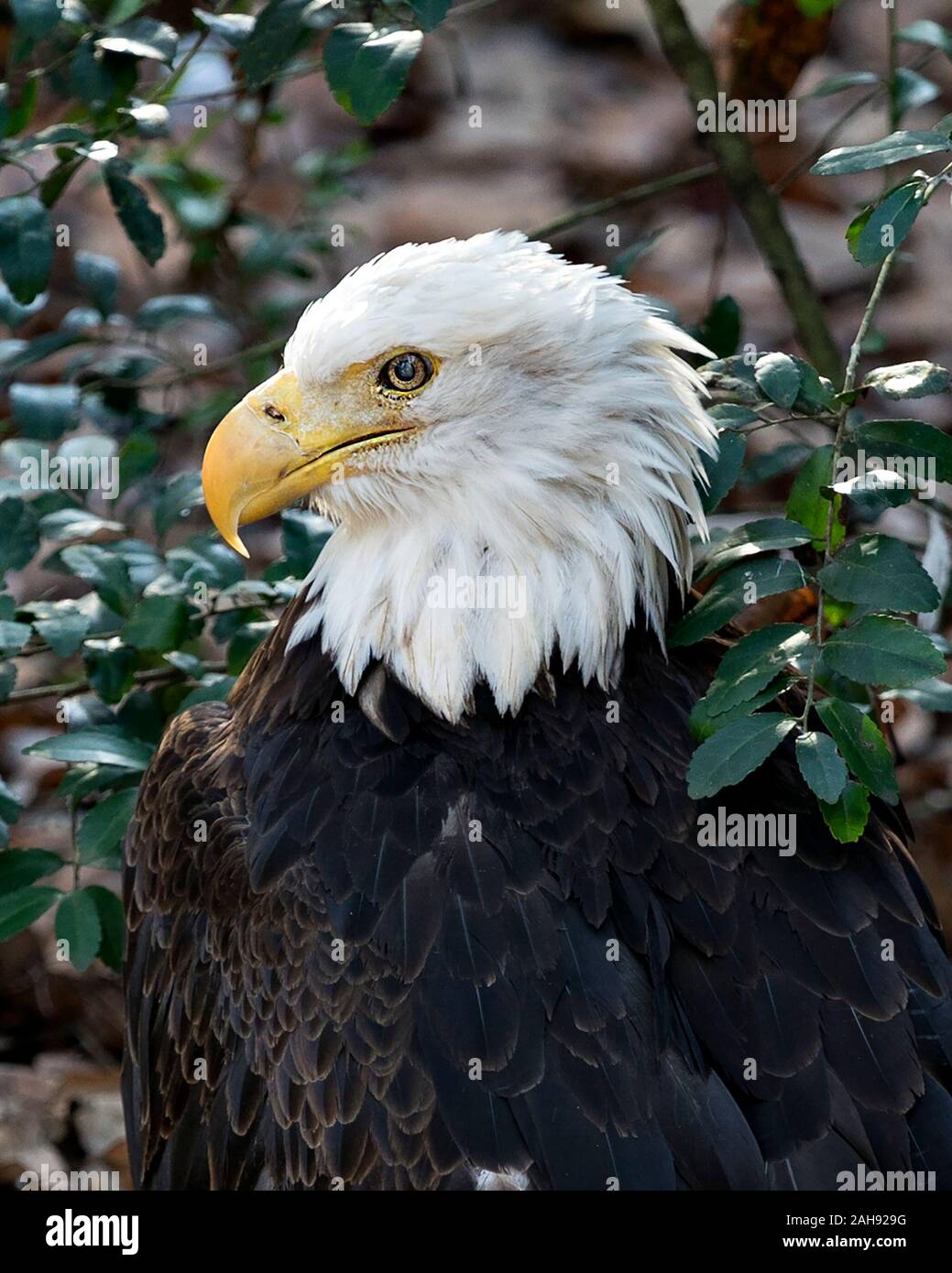 Bald Eagle bird head close-up profile view displaying eye, beak, white ...