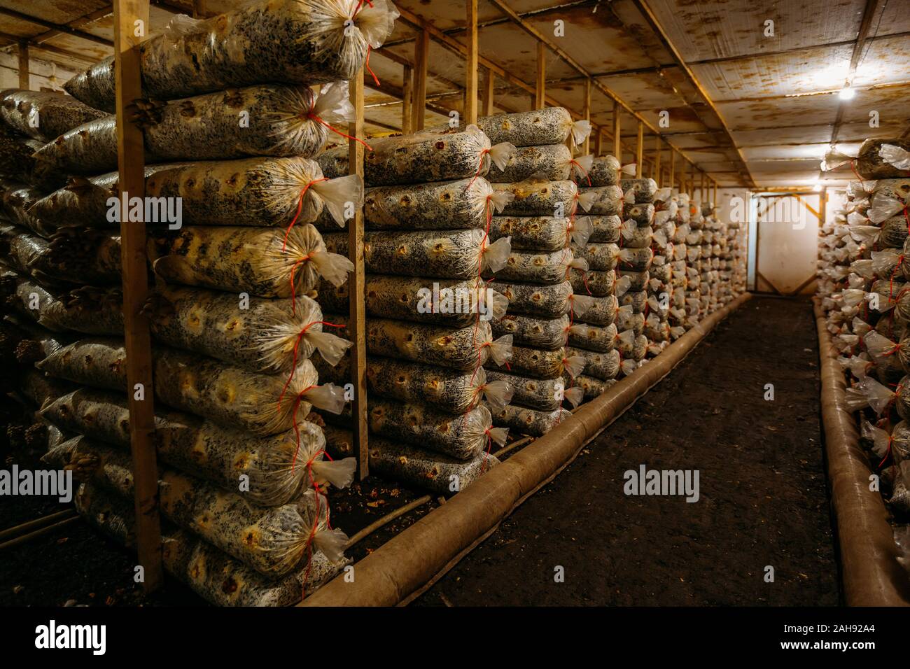 Mushroom farm. Bags with oil cake substrate for growing mushrooms Stock ...