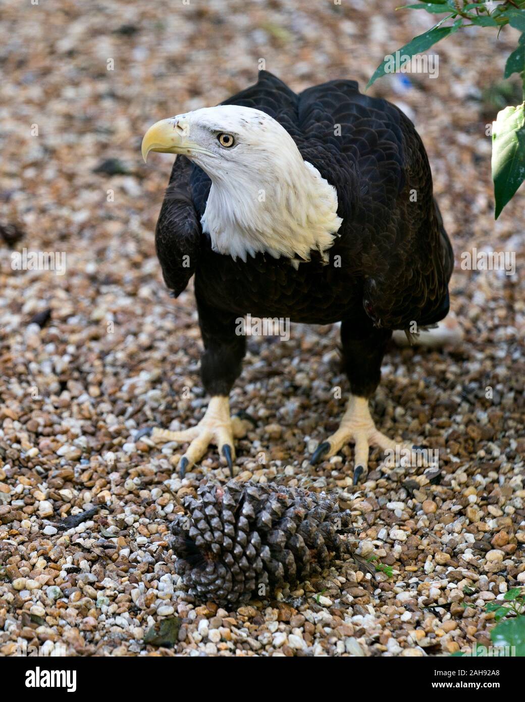 Bald Eagle bird close-up profile view with a pine cone displaying brown ...