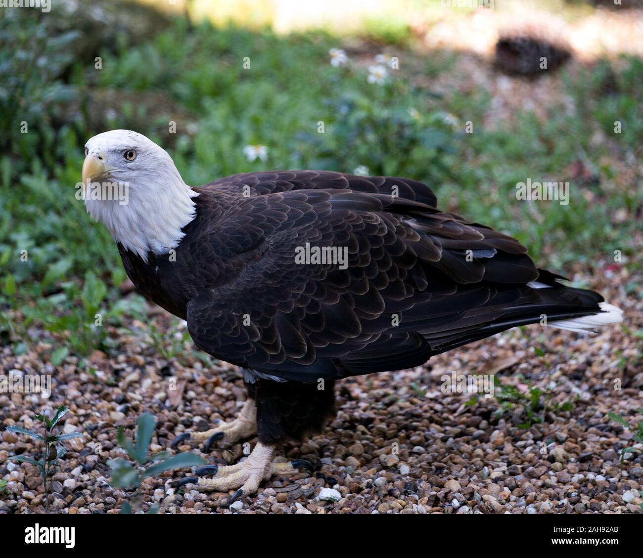 Bald Eagle bird close-up profile view displaying brown feathers plumage ...