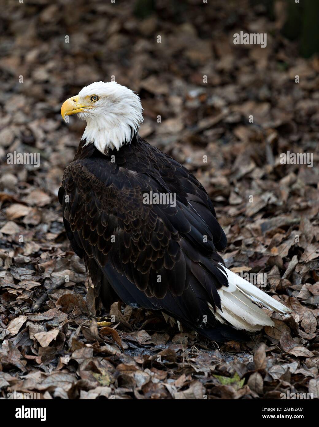 Bald Eagle bird close-up profile view displaying brown feathers plumage ...