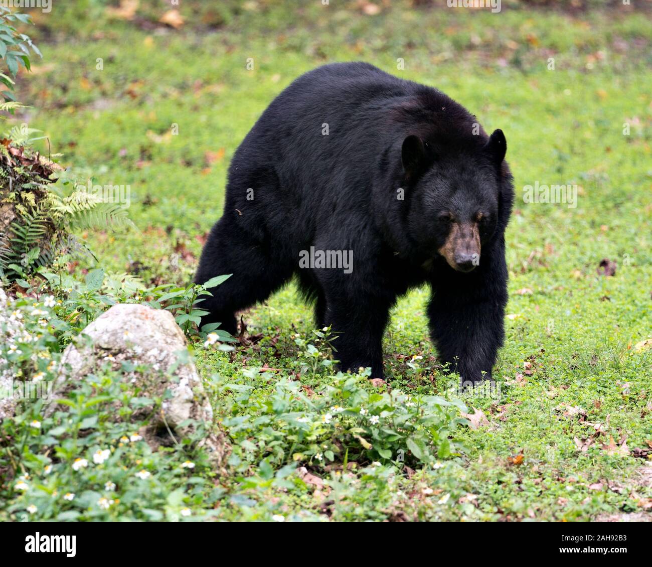 Spectacled bear paws hi-res stock photography and images - Alamy
