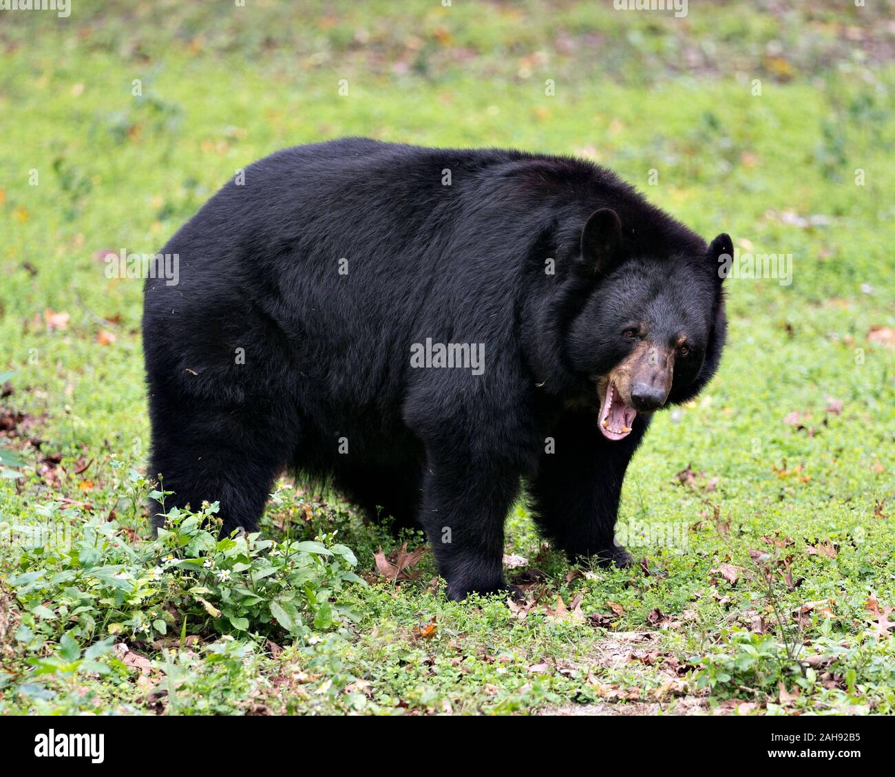 Black Bear Teeth