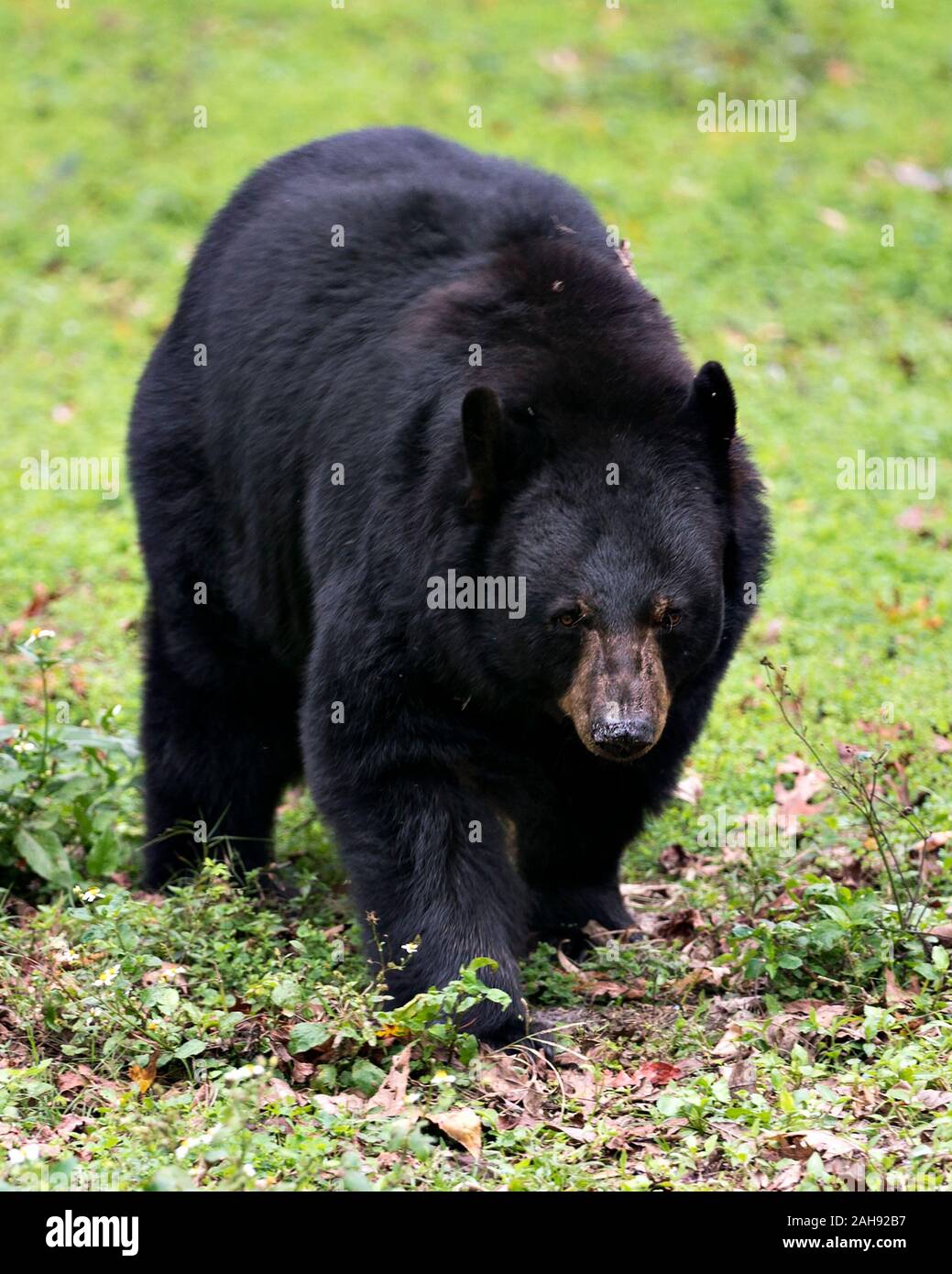Black Bear Head Profile