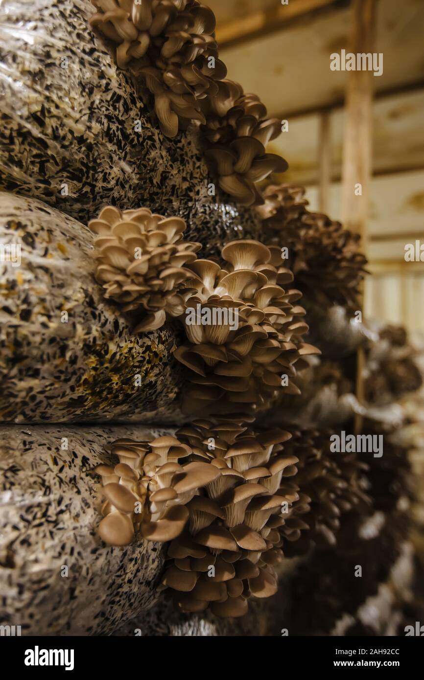 Oyster mushroom cultivation growing in farm on oil cake substrate Stock ...