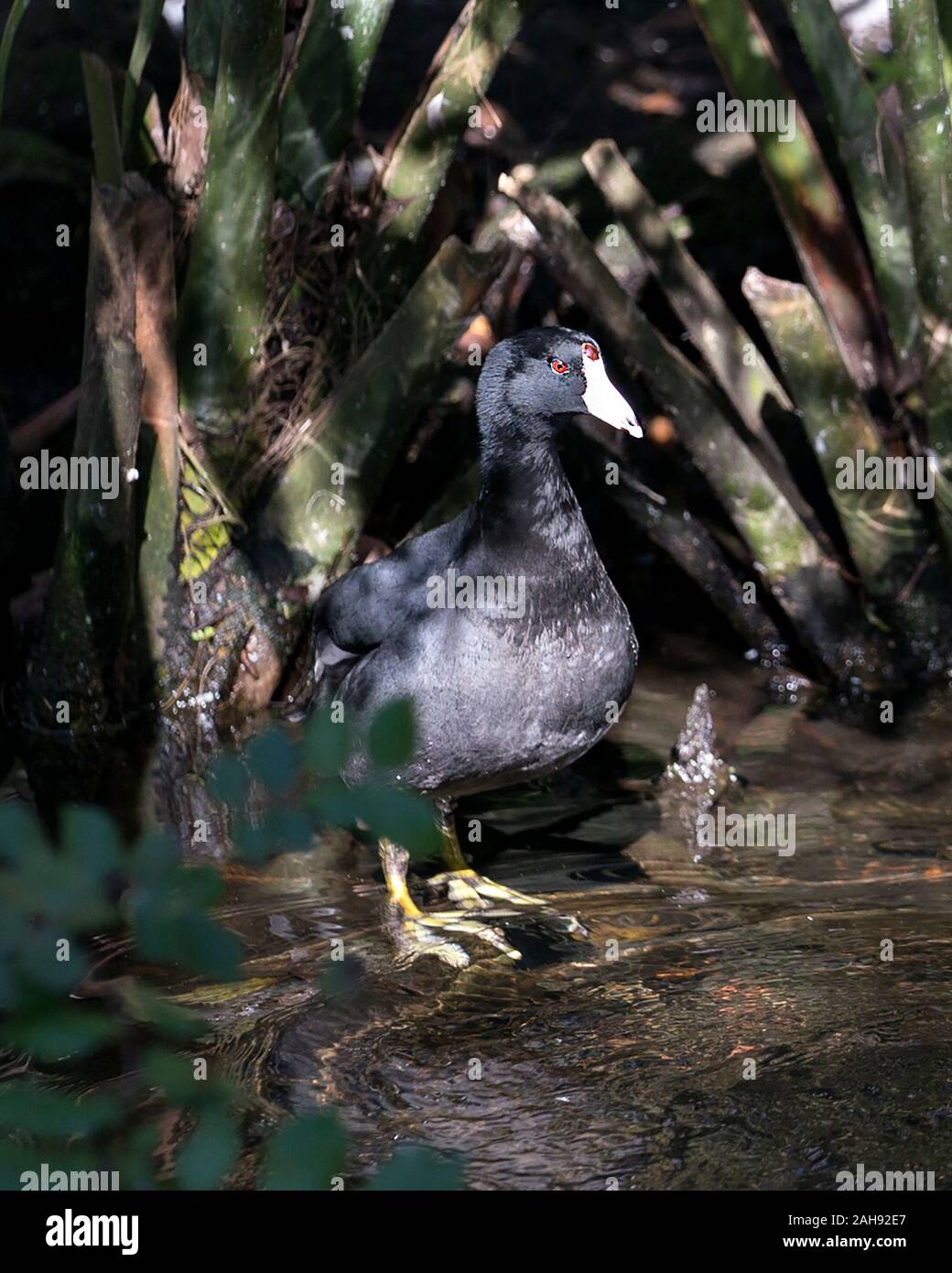 Black Scoter or American Scoter bird close up profile view in the water ...