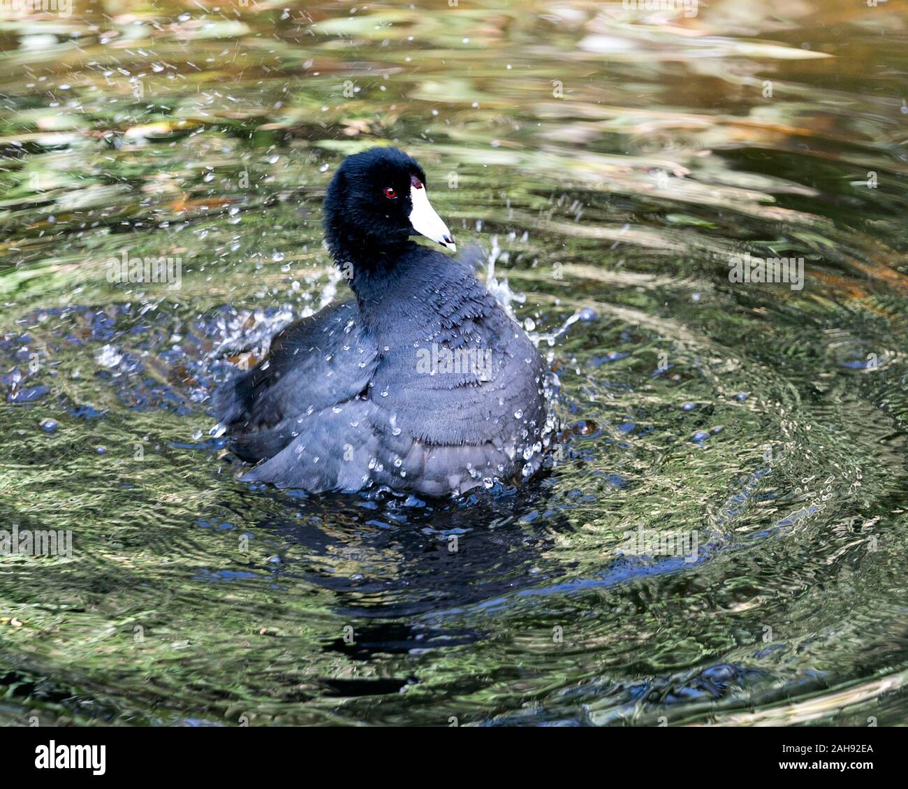 Black Scoter or American Scoter bird close up profile view in the water ...