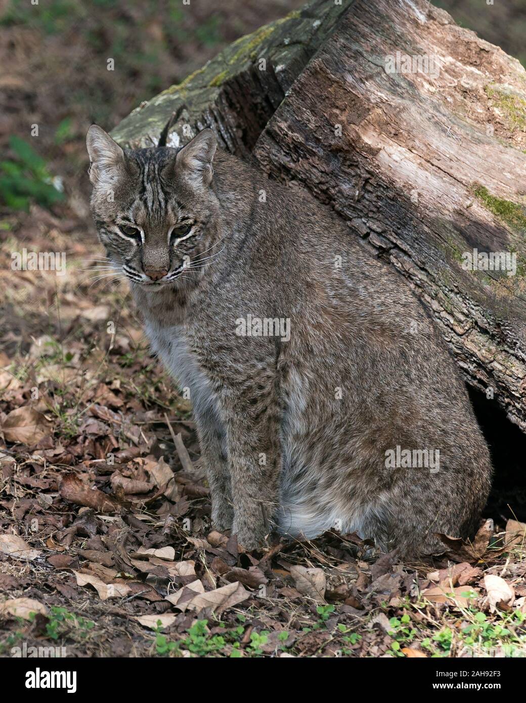 Cat picture hi-res stock photography and images - Alamy