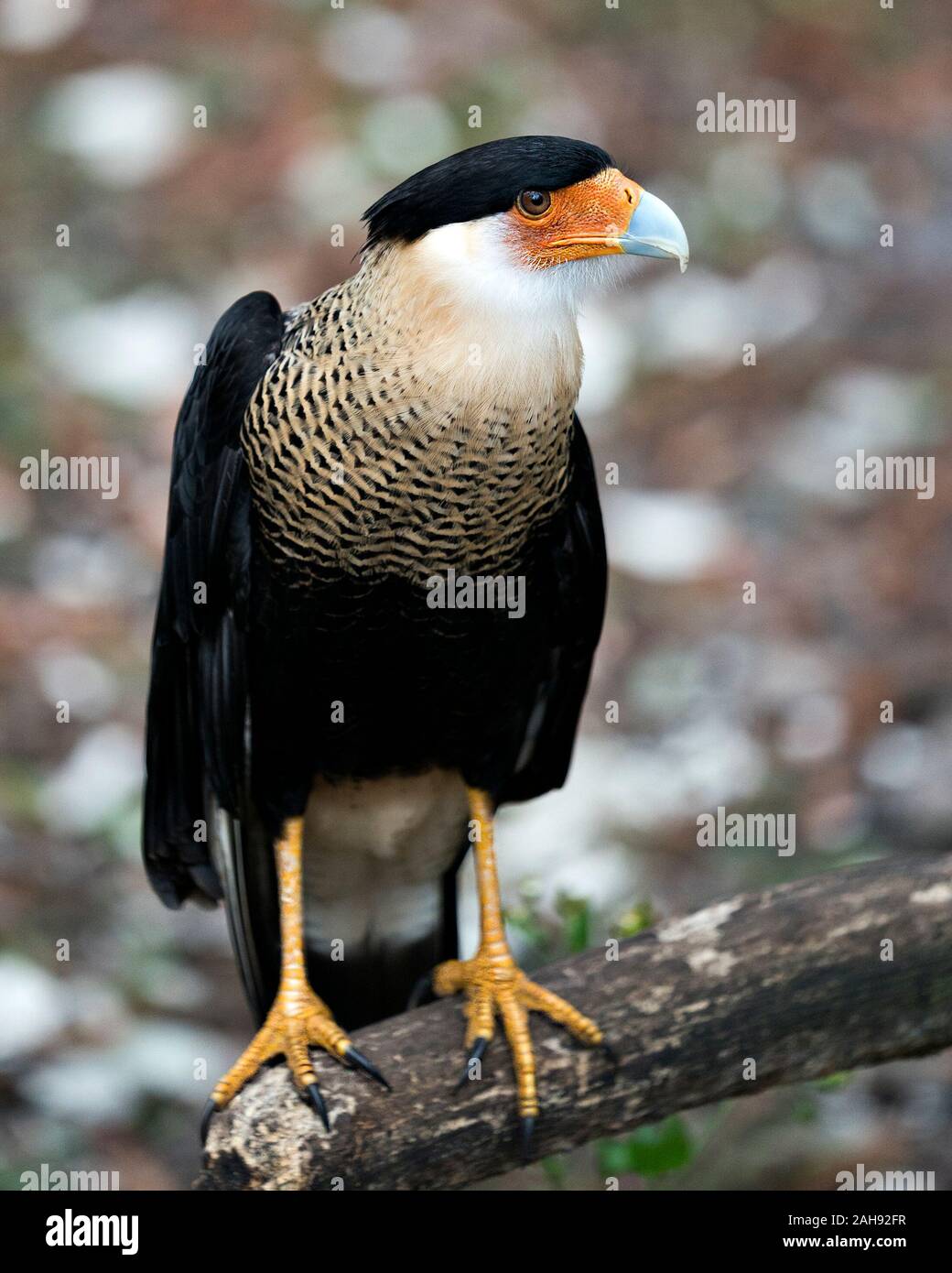 Caracara bird close-up profile view with a bokeh background displaying ...