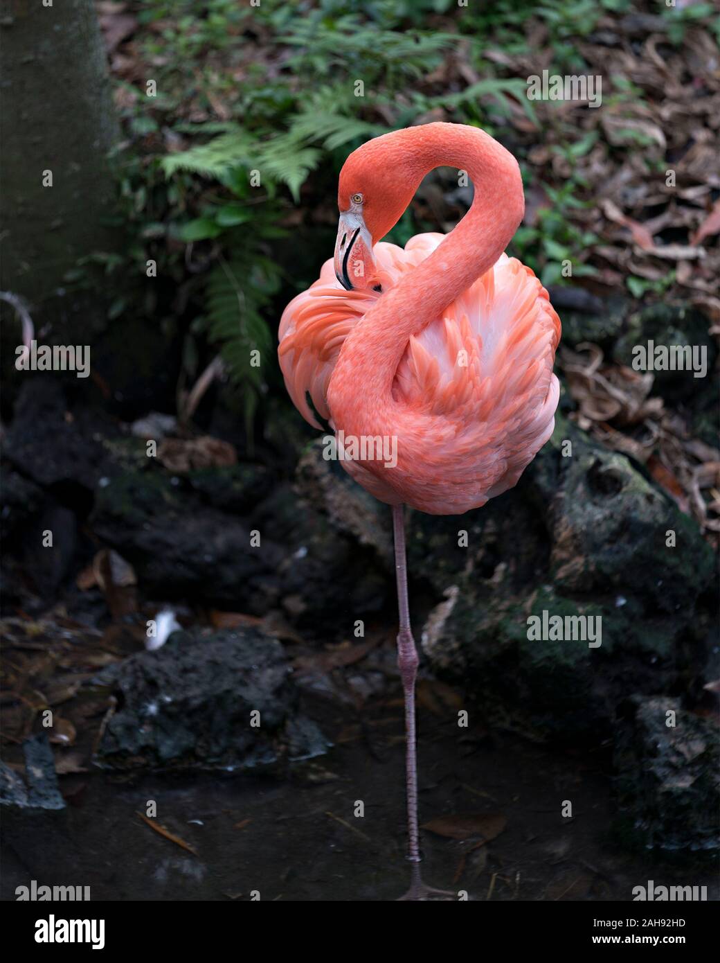 Flamingo bird close-up profile view resting on one leg in the water ...