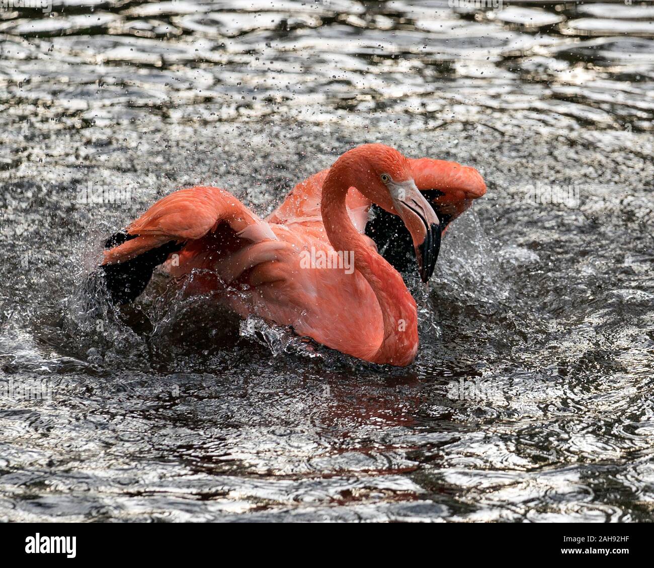 Flamingo bird close-up profile view in the water splashing water with ...