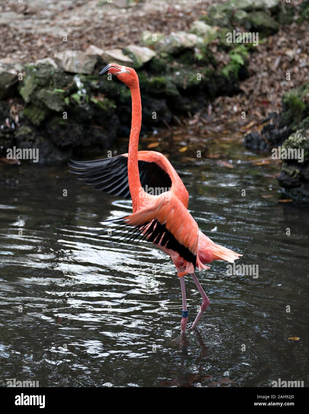 Flamingo bird close-up profile view resting on one leg in the water ...
