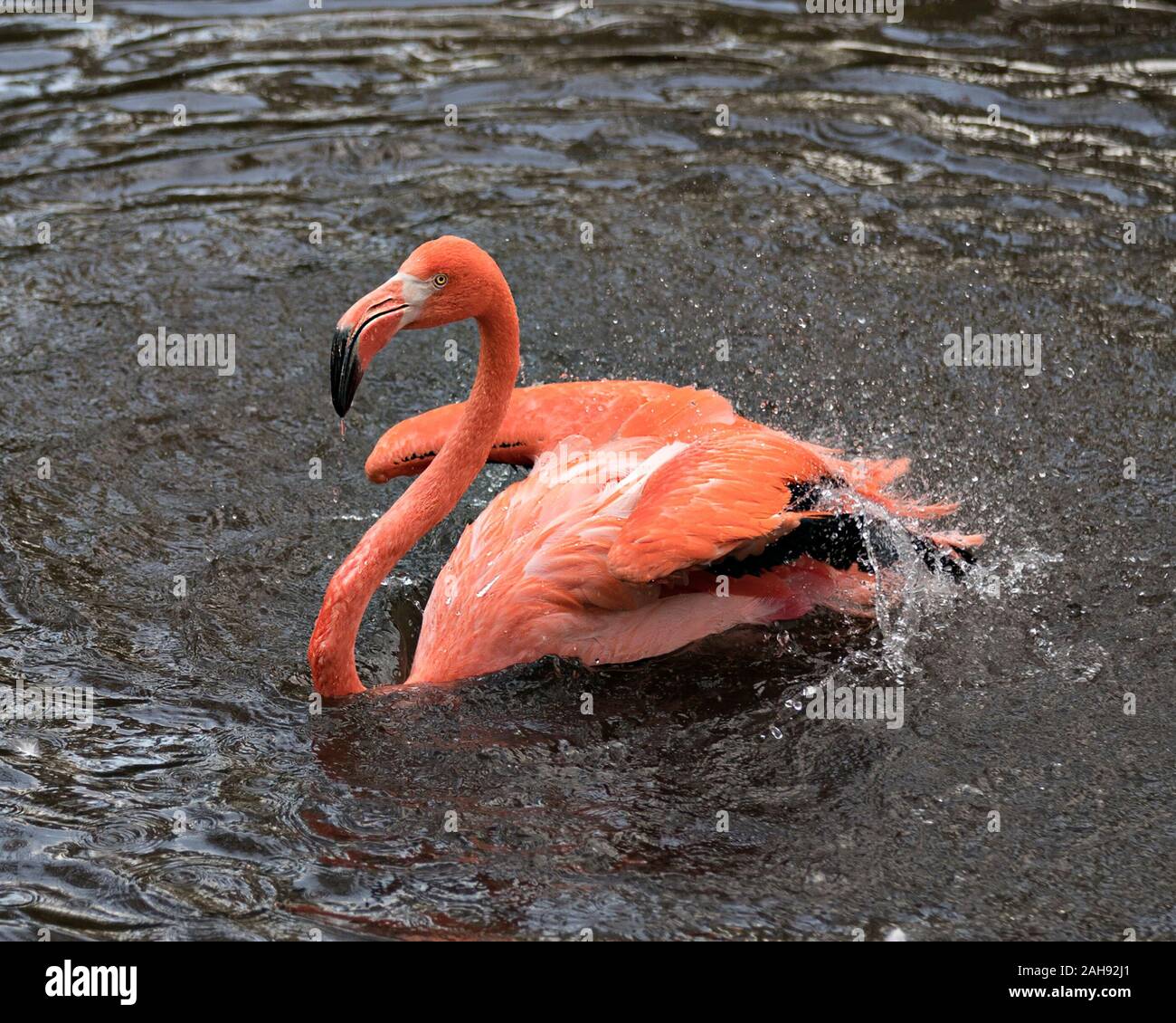 Flamingo bird close-up profile view in the water splashing water with ...