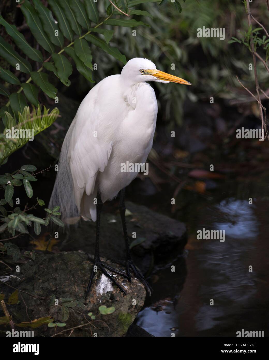 Great White Egret bird close-up profile view standing on a rock by the ...