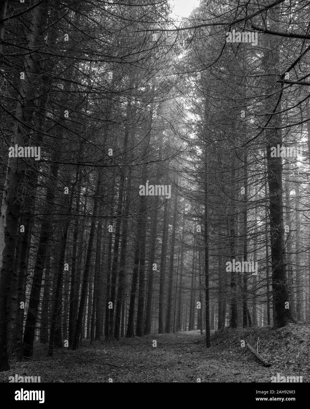 Beautiful fall landscape trees Black and White Stock Photos & Images ...