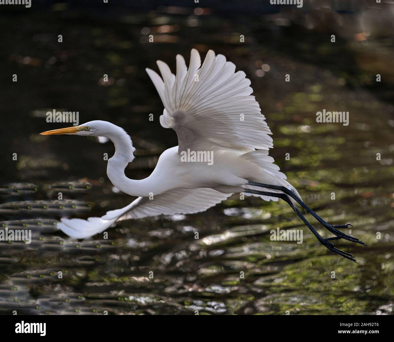 Great White Egret flying over the water displaying white feathers ...