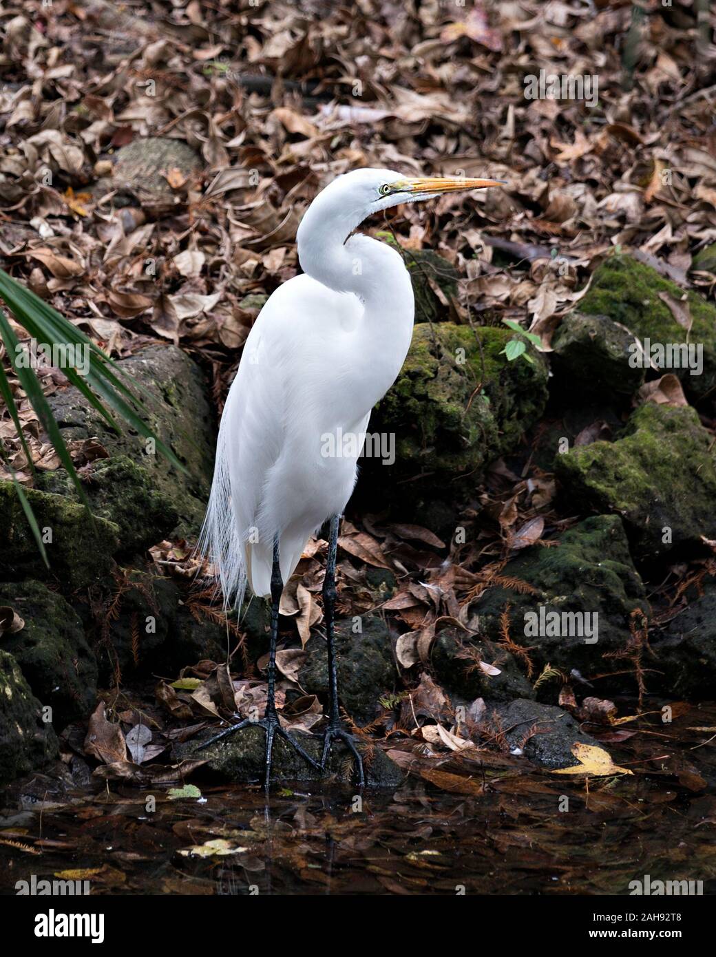 Great White Egret bird close-up profile view standing by the water with ...
