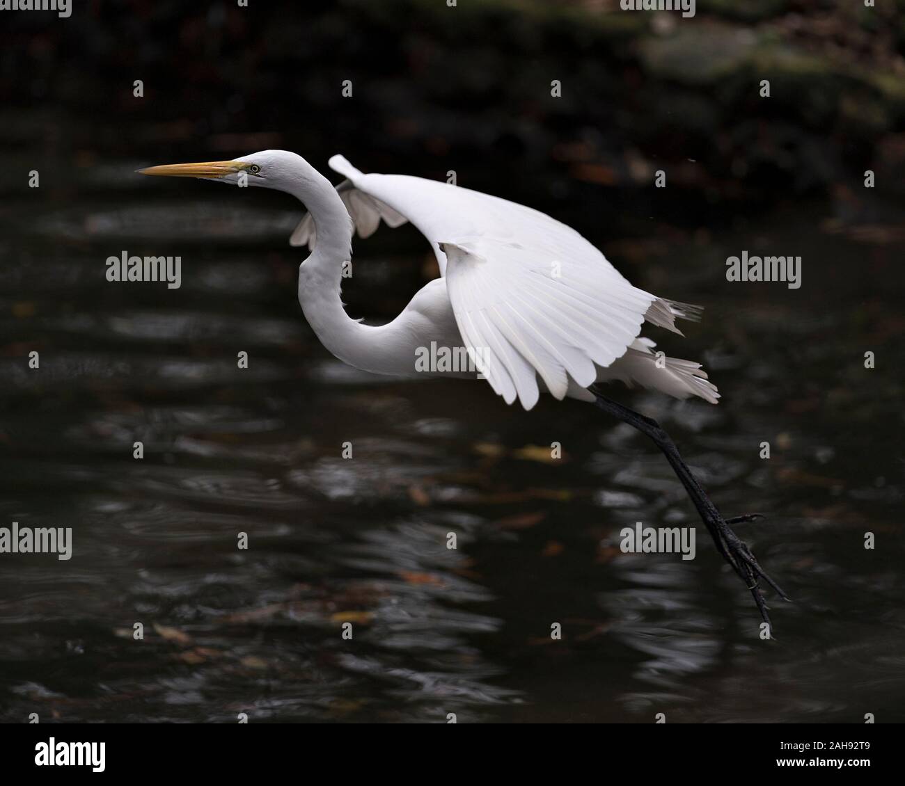 Great White Egret flying over the water displaying white feathers ...