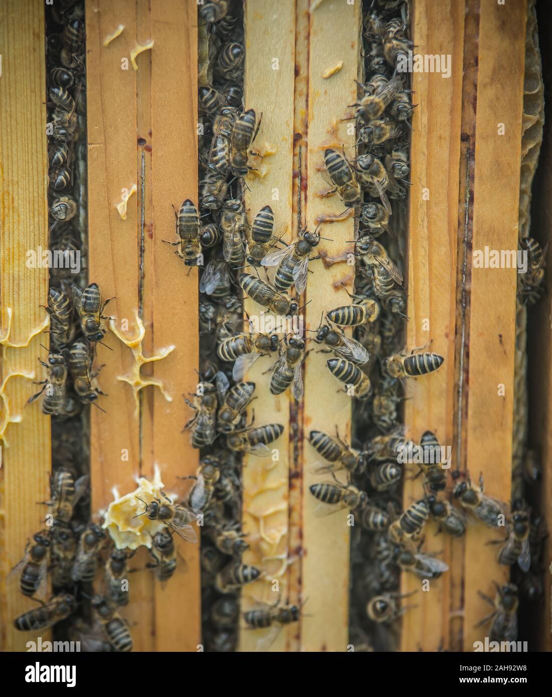 Bees and beehives shot in Poland 2018 Stock Photo - Alamy