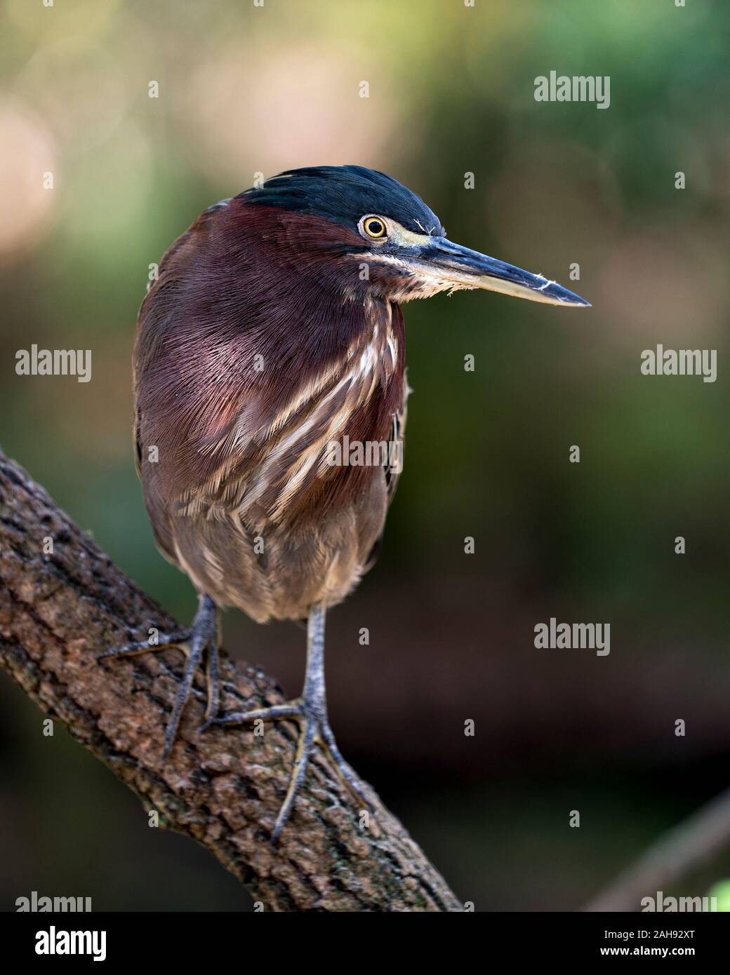 Green Heron bird perched on a branch displaying blue feathers, body ...
