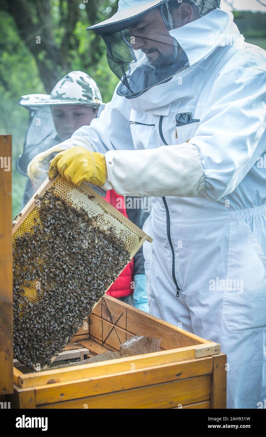 Polish bees hi-res stock photography and images - Alamy