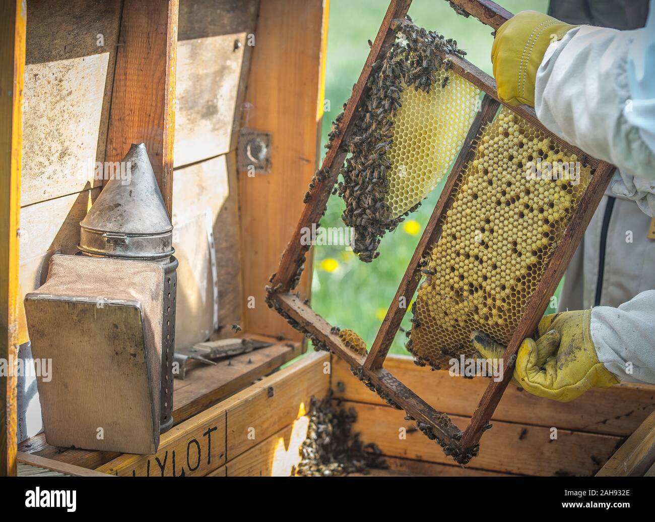 Collection of beehives hi-res stock photography and images - Alamy