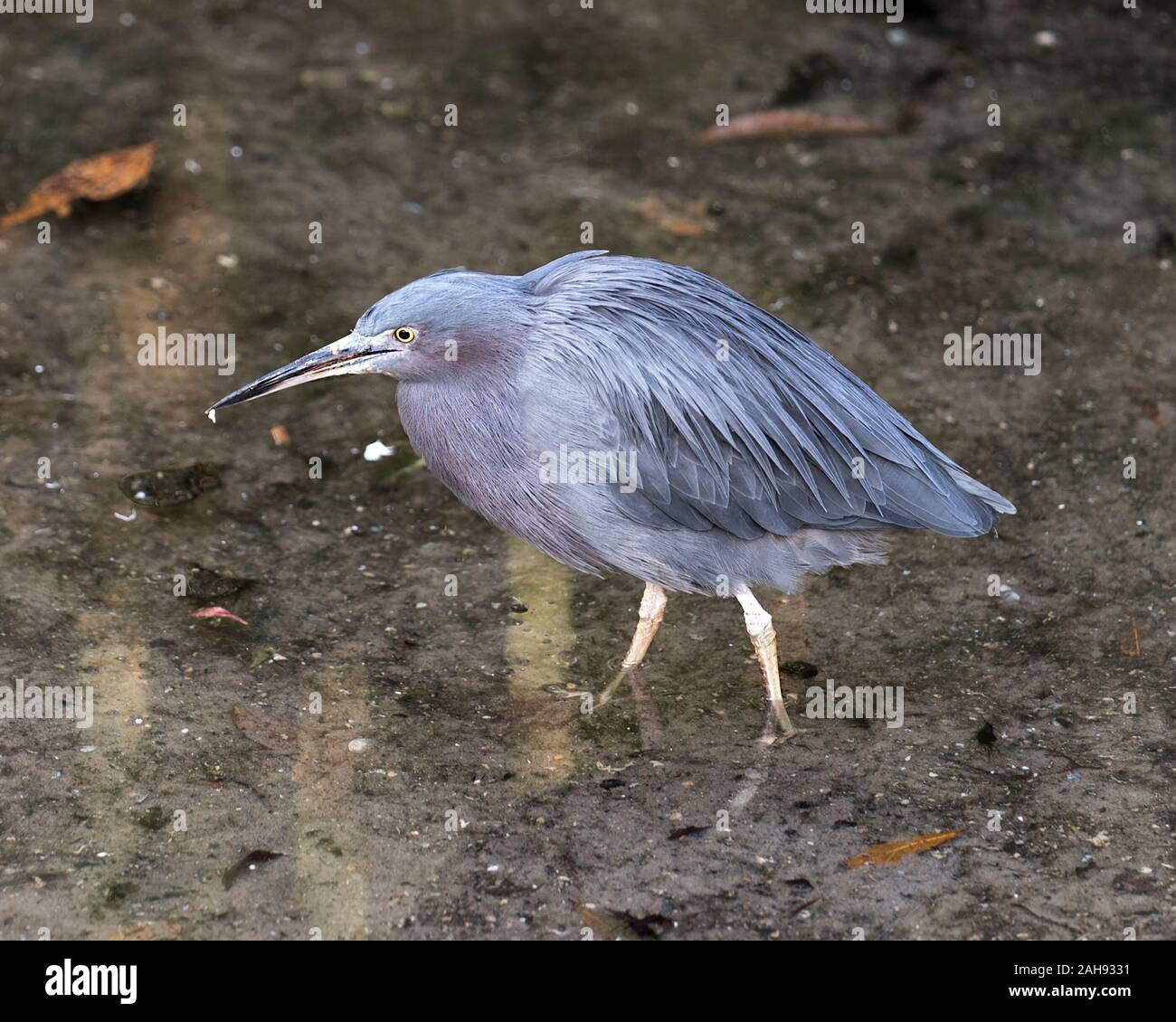 Little Blue Heron bird close-up profile view in the water displaying ...