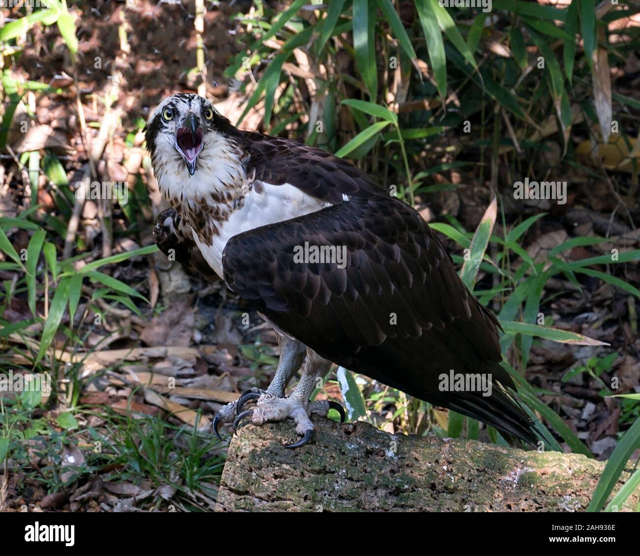 Osprey bird close-up profile view perched on branch shouting or singing ...